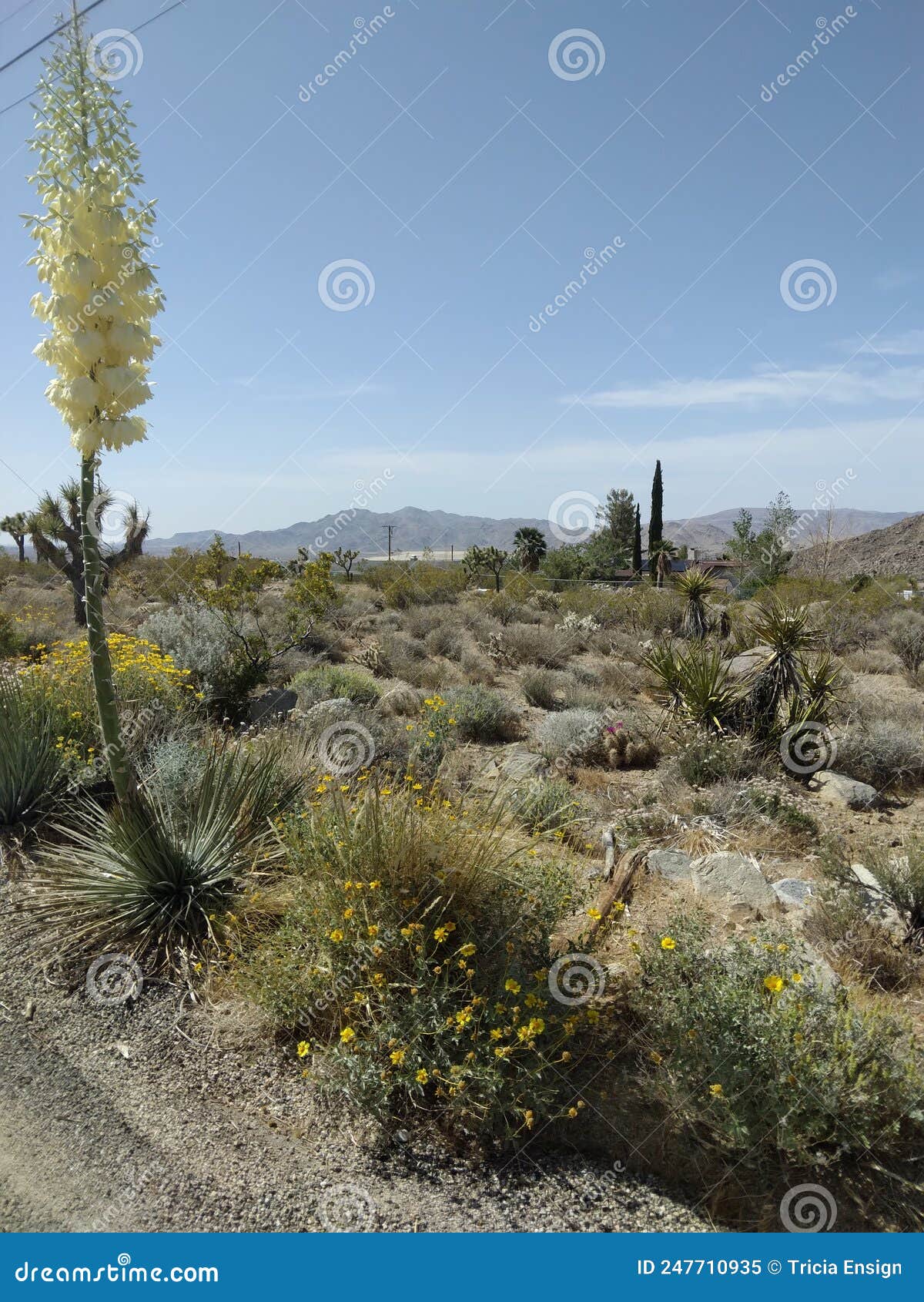 California Desert Spring Sunrise Stock Image - Image of reflection ...