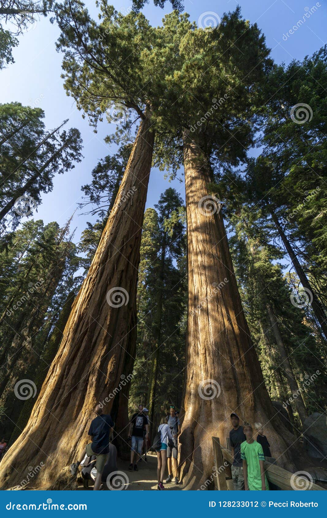 California, El Parque De La Secoya Fotografía editorial - Imagen de ...