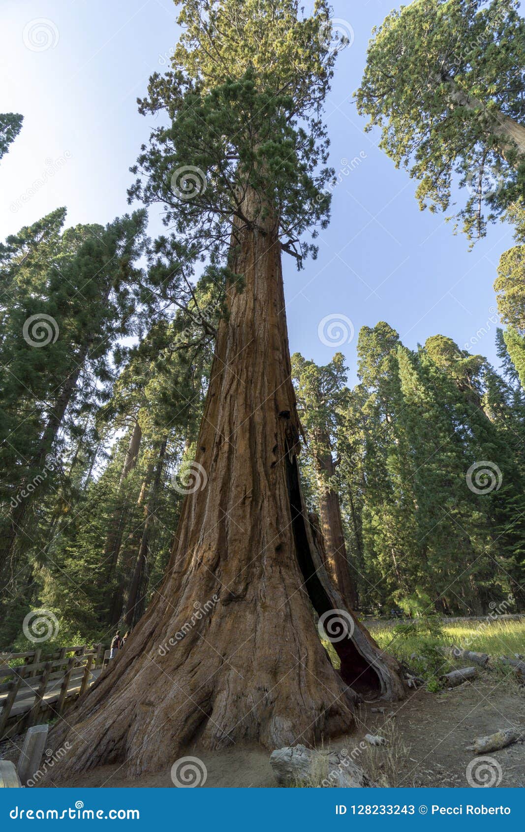 California, El Parque De La Secoya Imagen de archivo - Imagen de pino ...