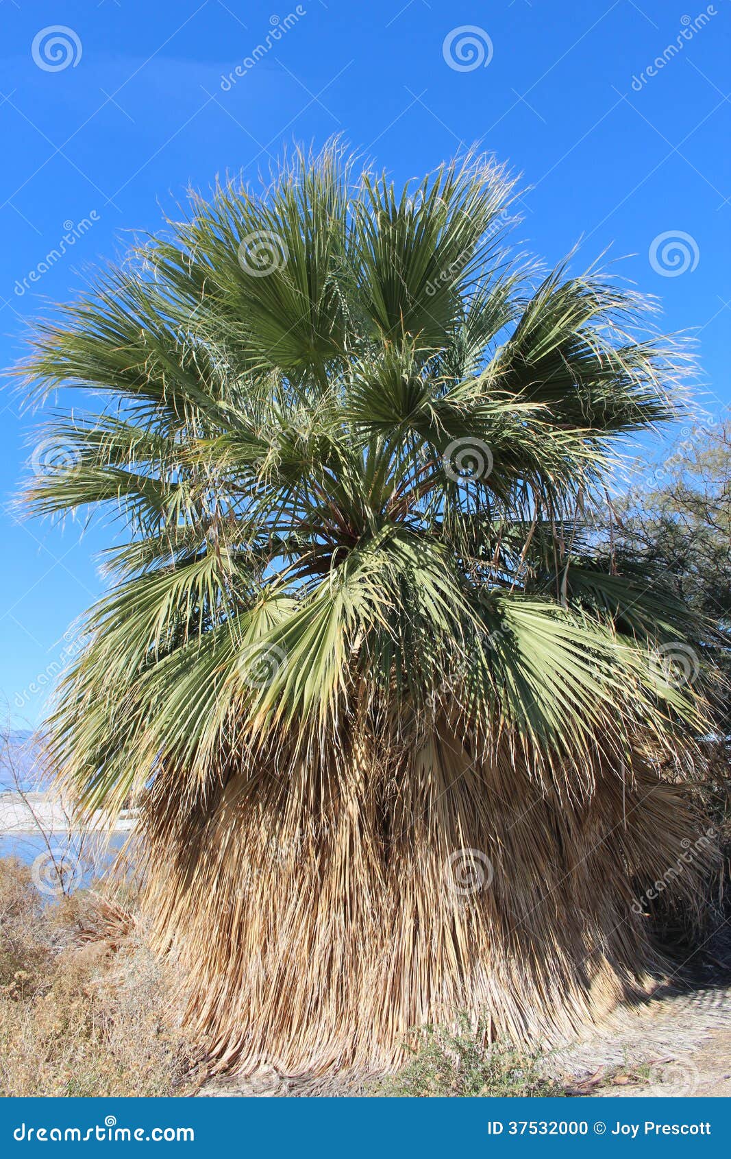 California Fan Palm stock photo. Image of palm, leaves - 37532000