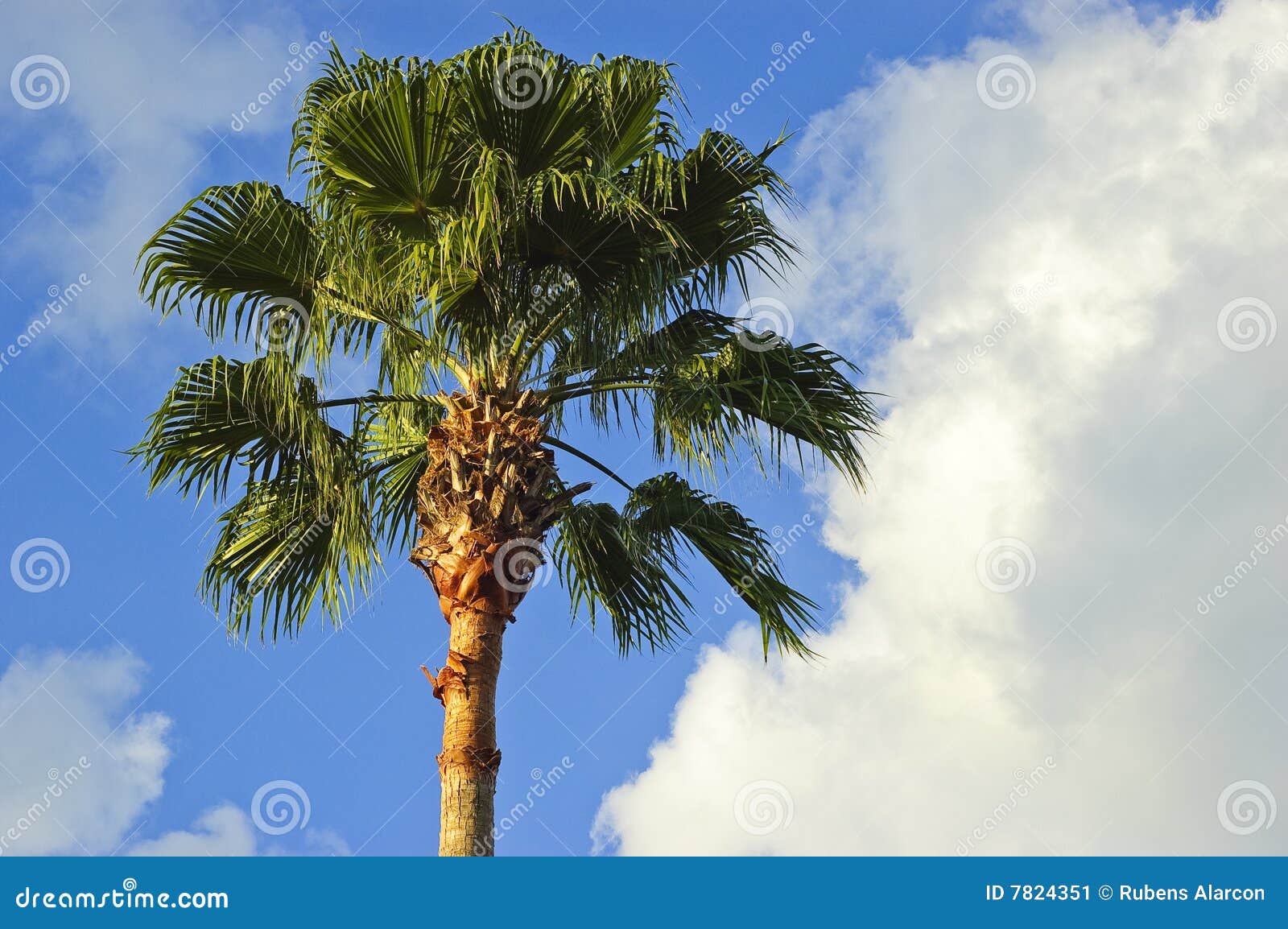 California Fan Palm Tree stock image. Image of foliage - 7824351