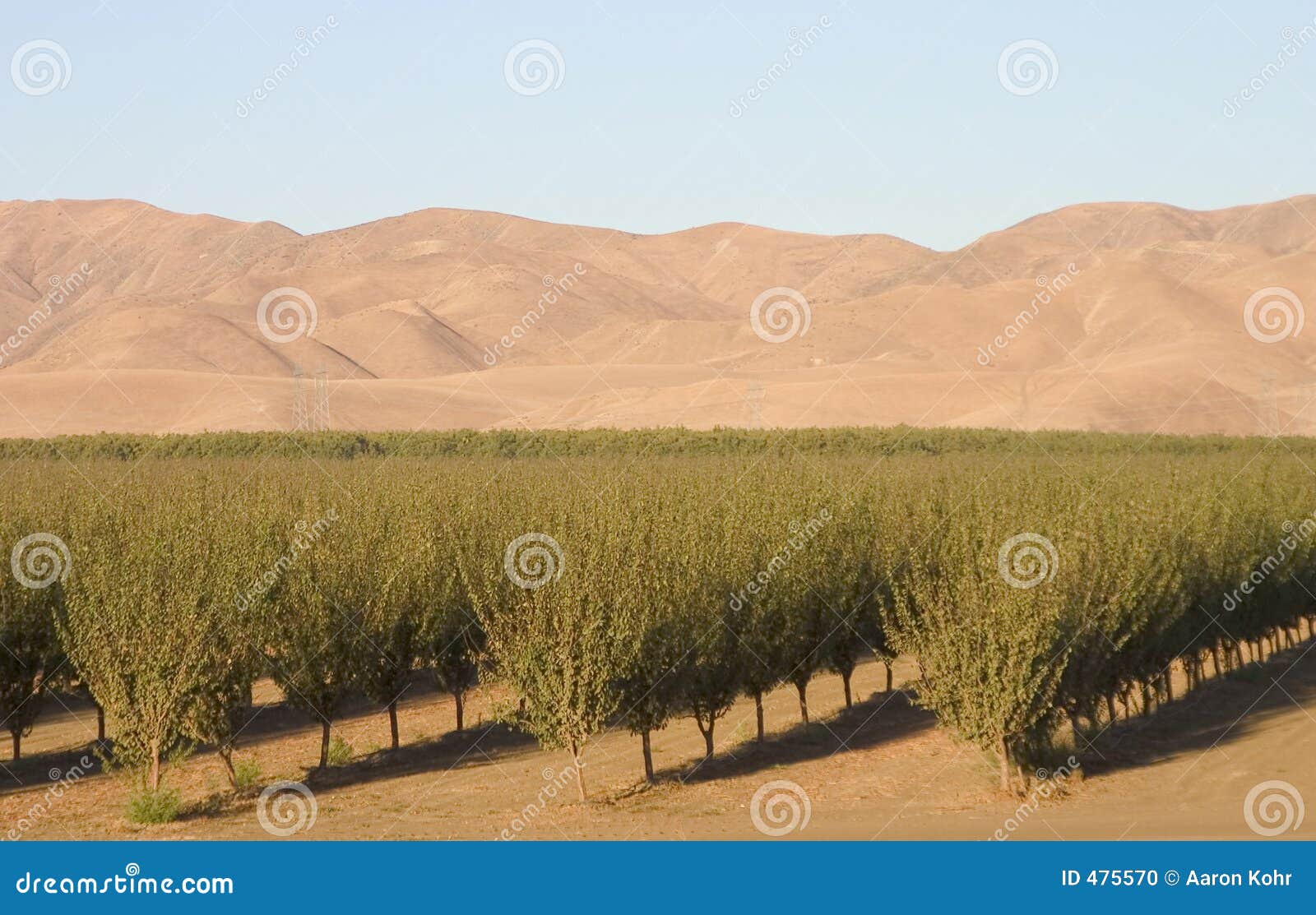 California Farmland #6 stock photo. Image of fall, rows - 475570