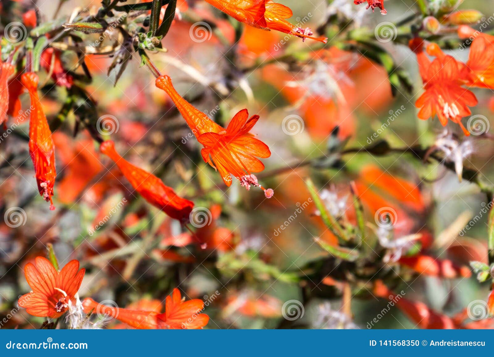 California fuchsia shrub stock photo. Image of environment - 141568350