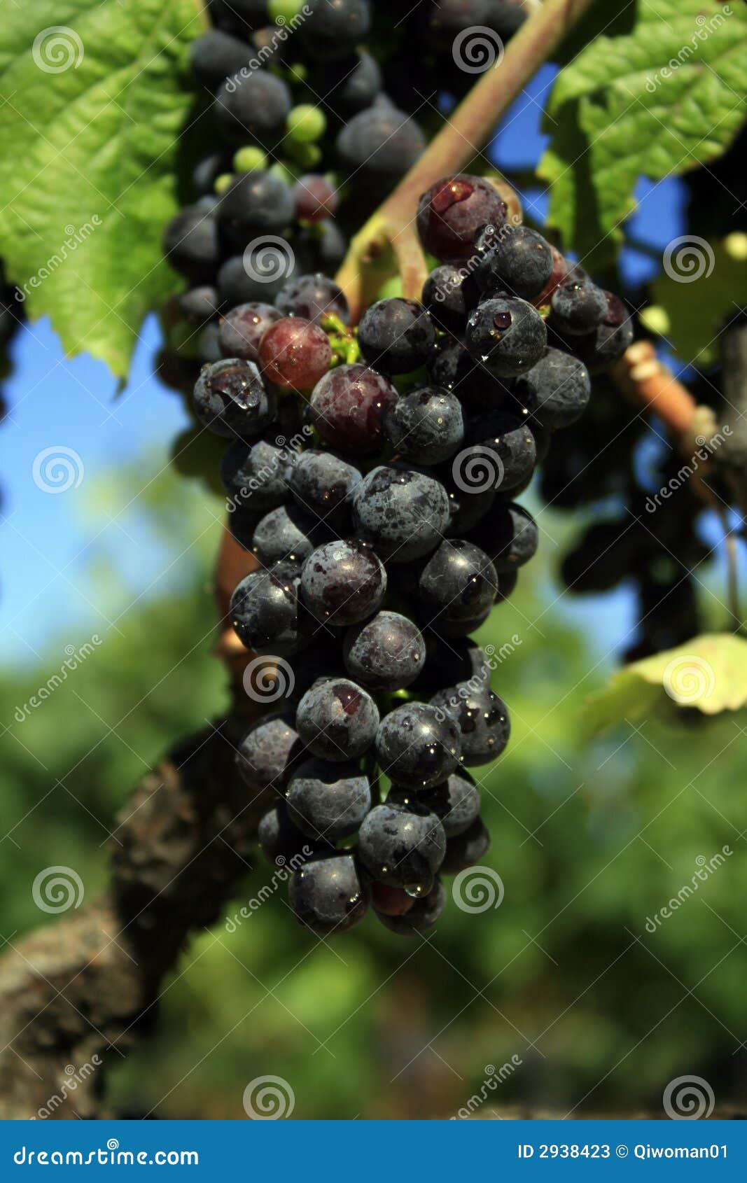 California Grapes stock image. Image of water, ripening - 2938423
