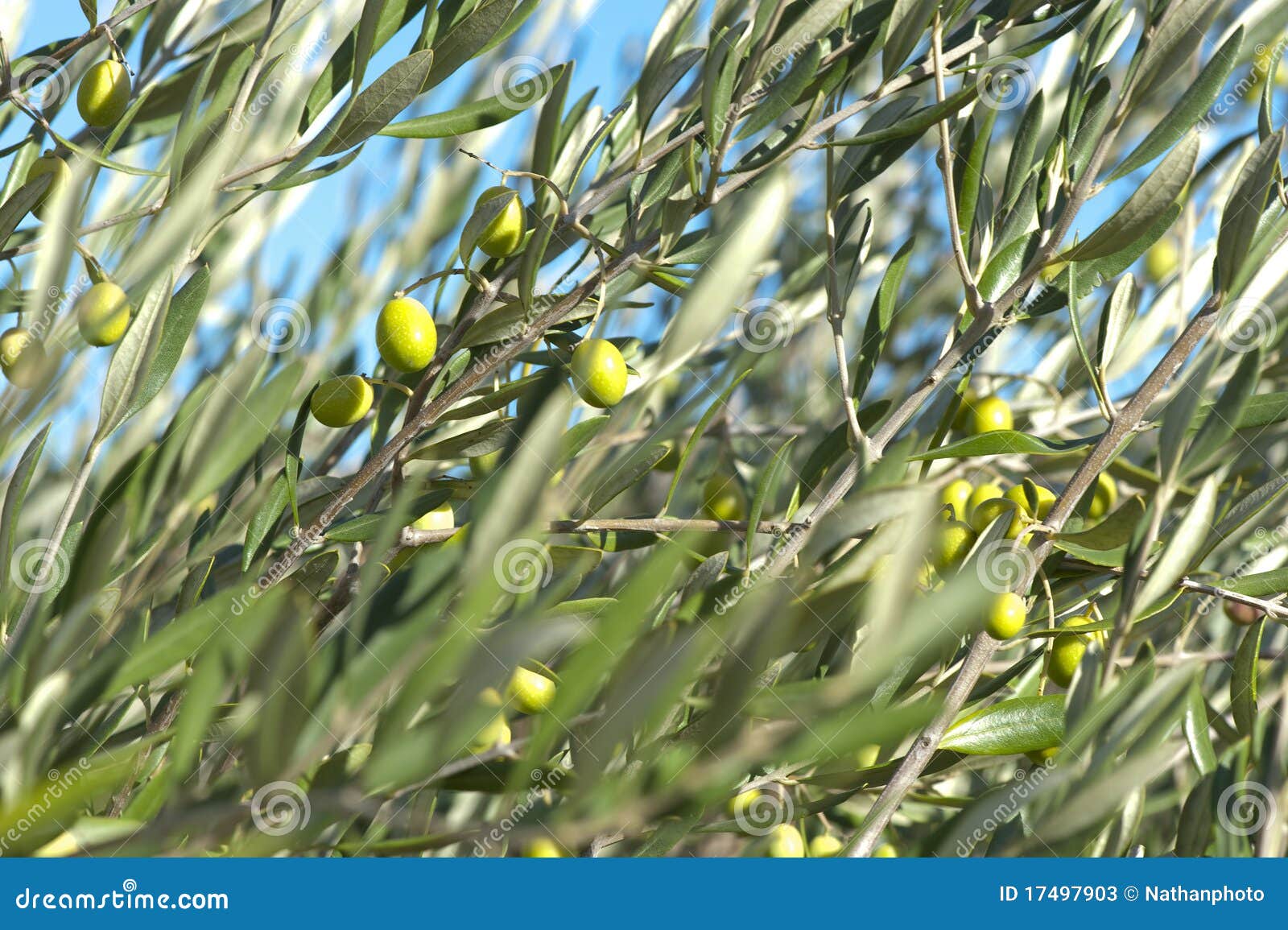 California Green Olives in Tree Stock Image - Image of group, olives ...