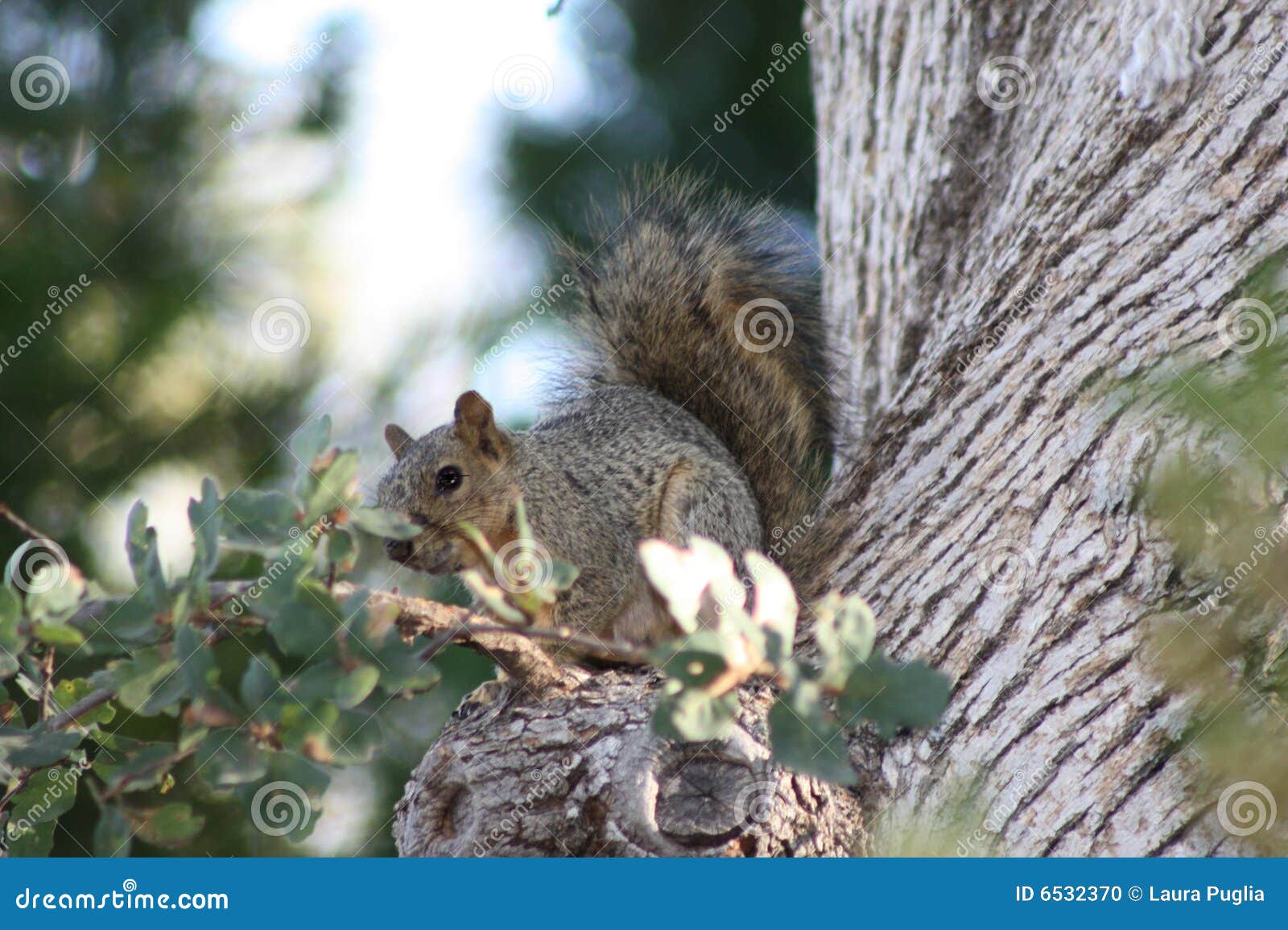 California Grey Squirrel stock photo. Image of furry, outdoors - 6532370
