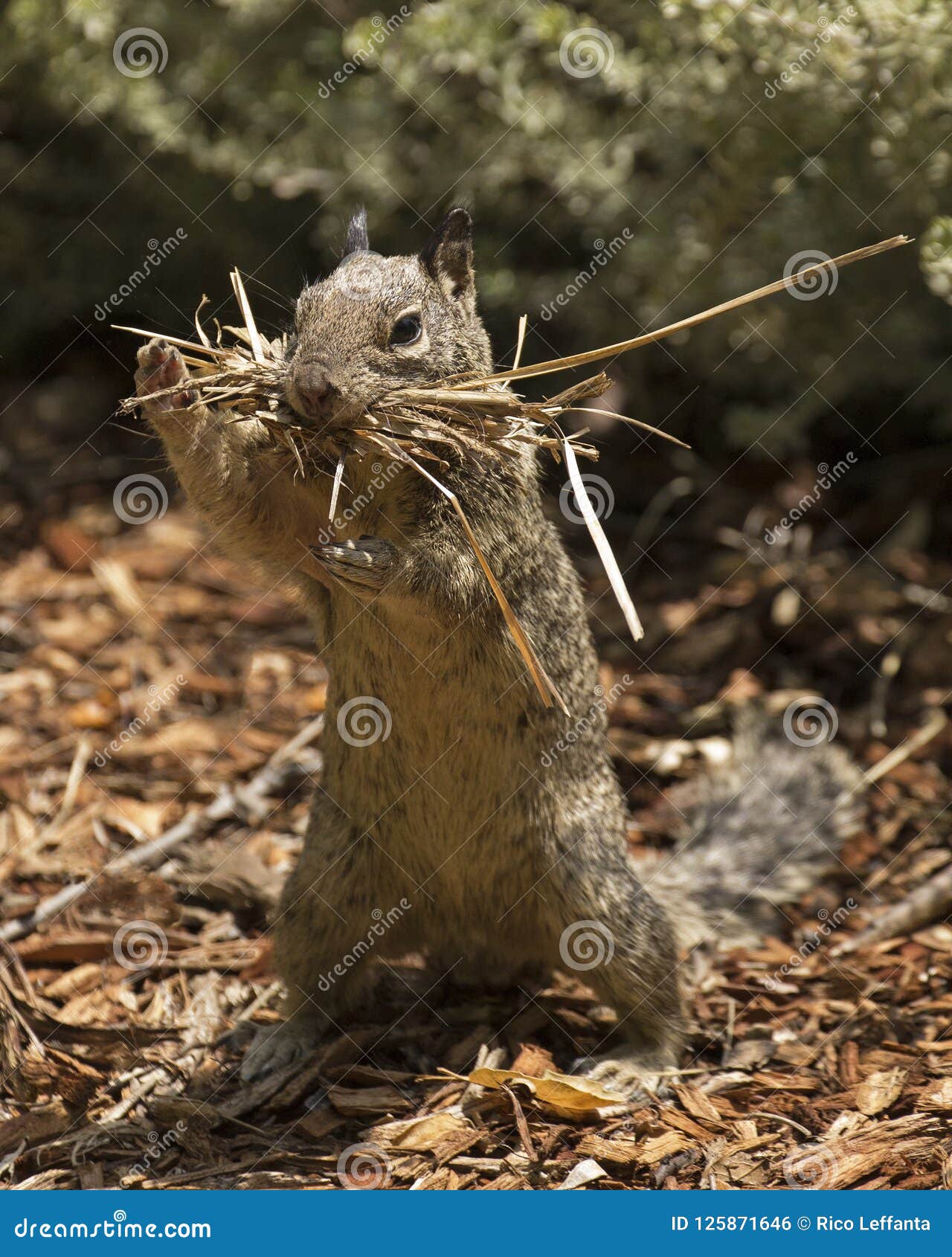 Nesting material stock photo. Image of wood, hind, squirrel - 125871646