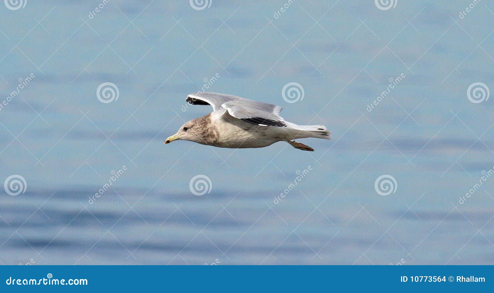 California Gull stock photo. Image of coast, flight, california - 10773564