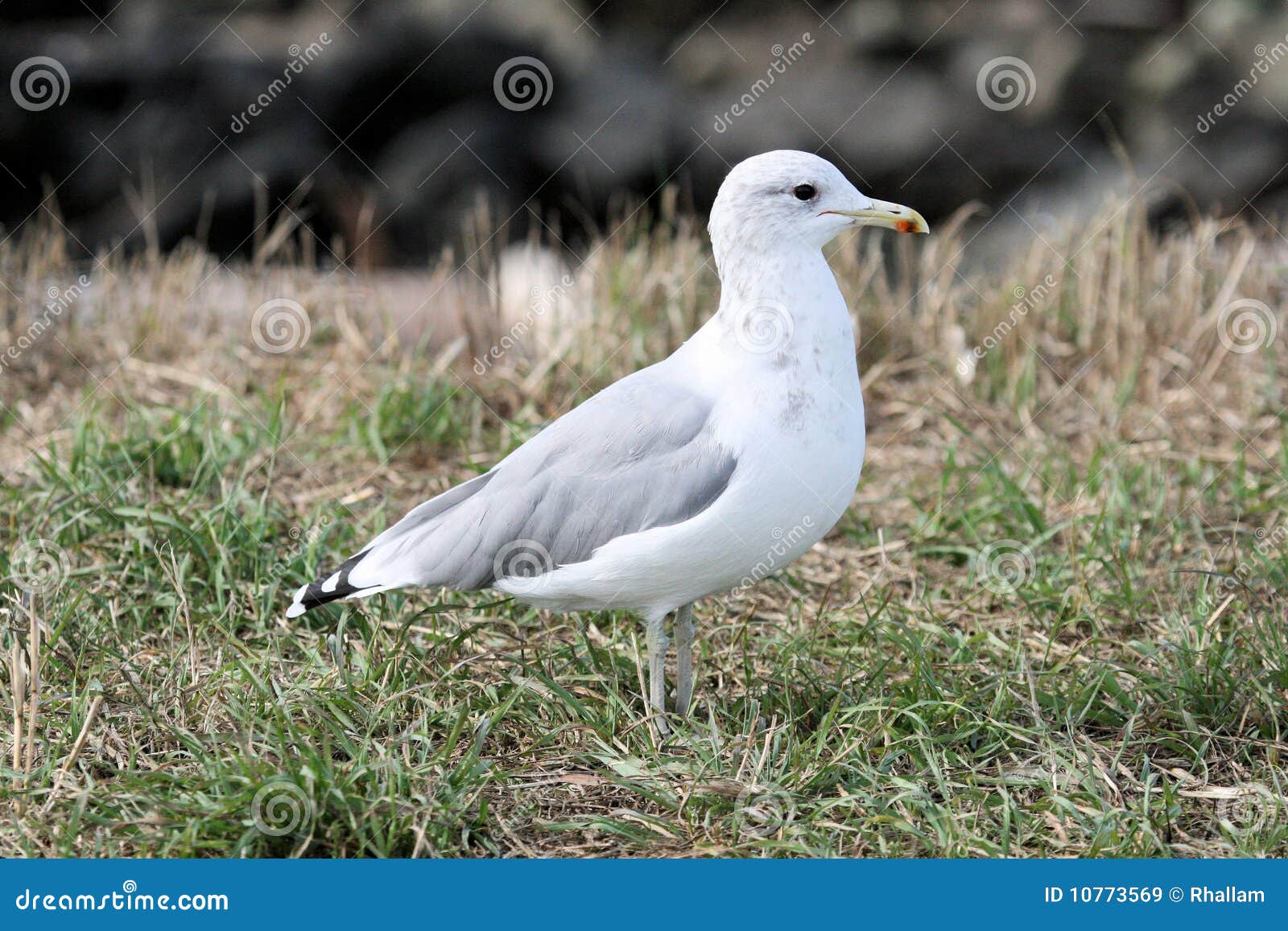California gull 2 stock image. Image of coast, california - 10773569