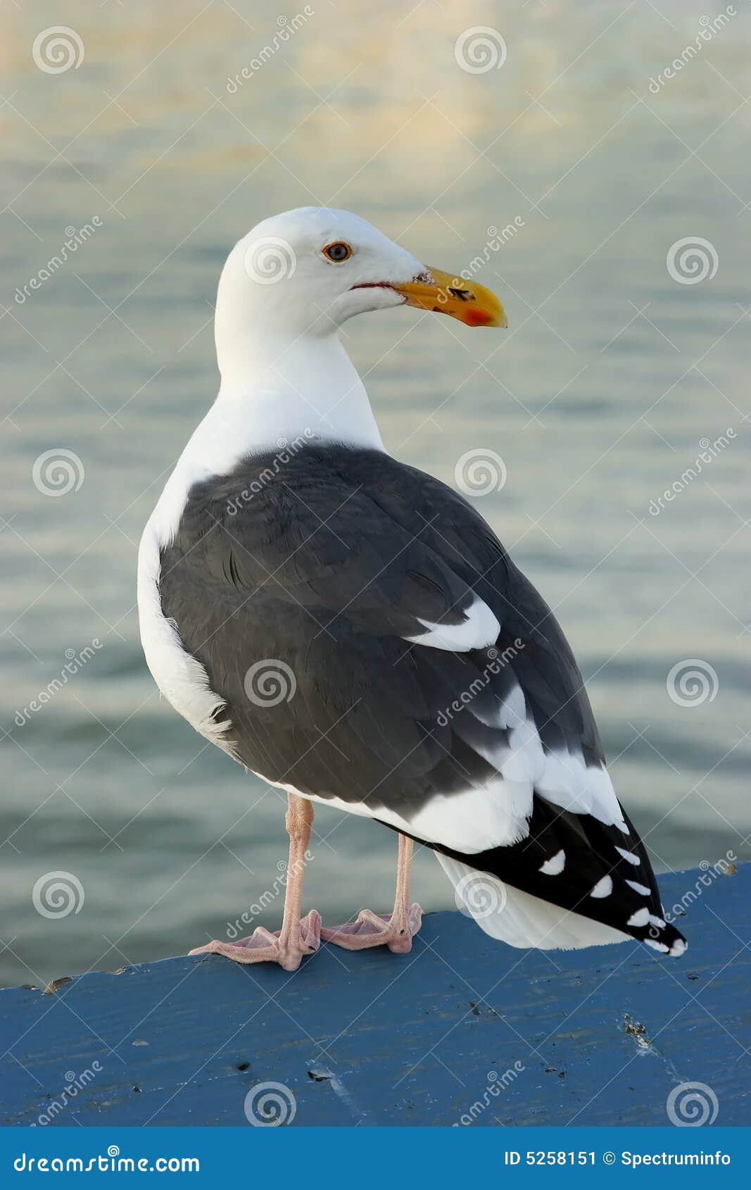 California Gull stock image. Image of clouds, pier, california - 5258151