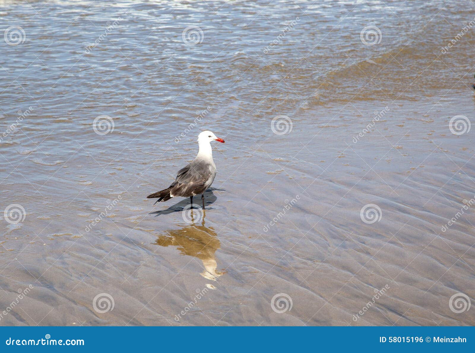 California Gull at the Beach Stock Photo - Image of gull, elegant: 58015196