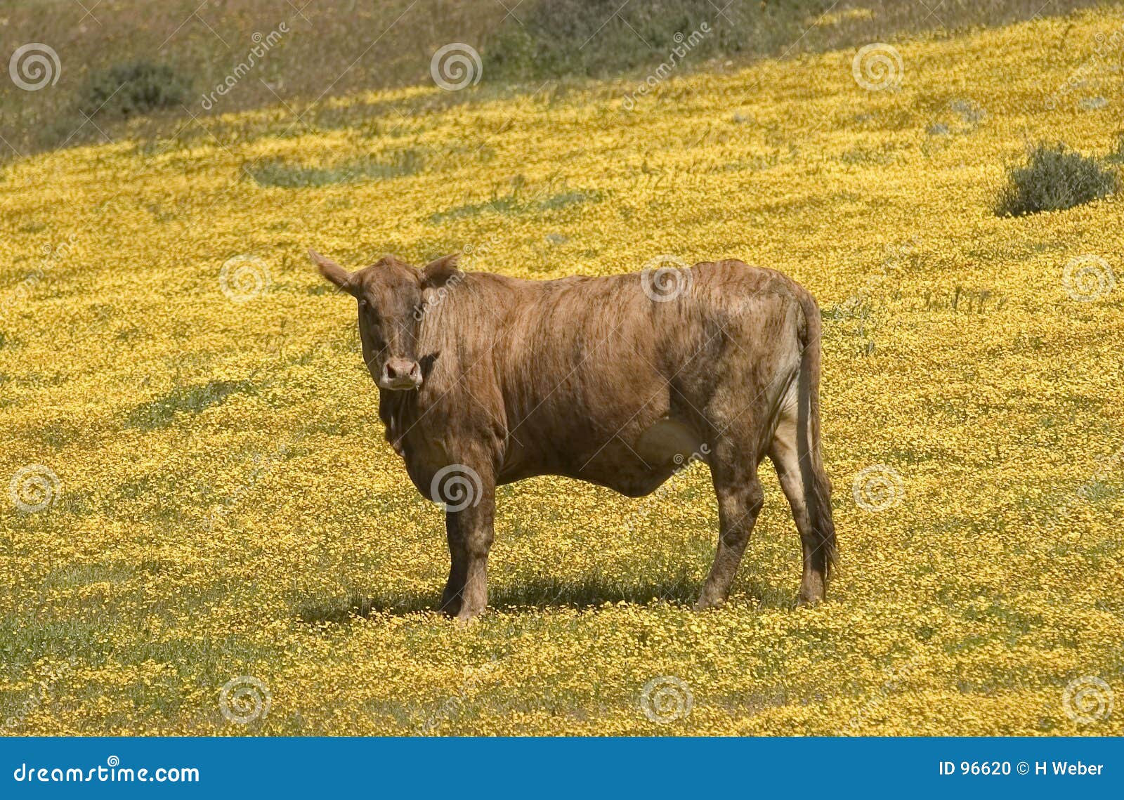 Happy Cows Commercials