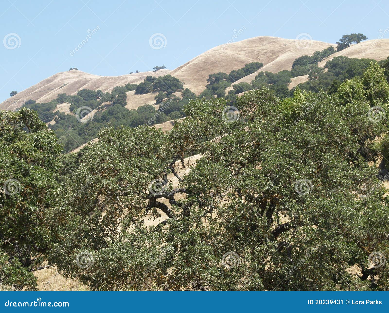 California hillside stock image. Image of park, henry - 20239431