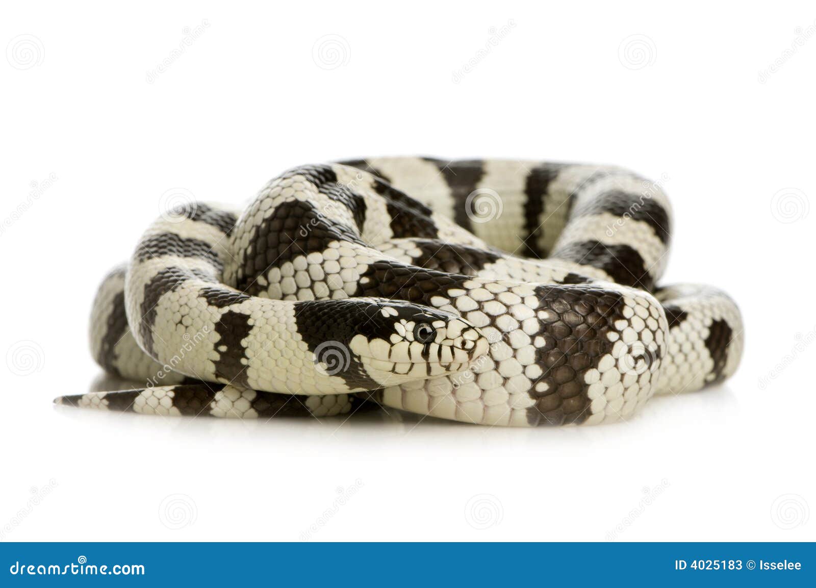 California Kingsnake stock image. Image of slither, californiae - 4025183