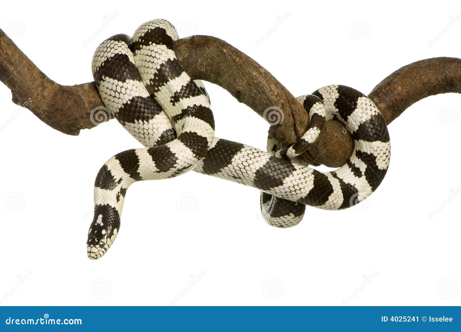 Desert King Snake Morphs
