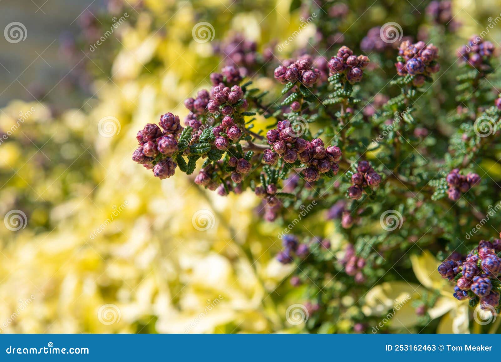 California Lilac Ceanothus Bush Stock Image - Image of plant, outdoors ...