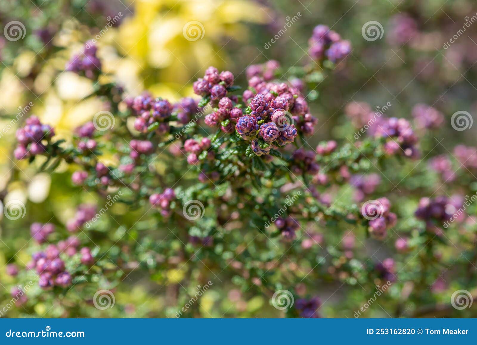 California Lilac Ceanothus Bush Stock Photo - Image of ramnaceae ...