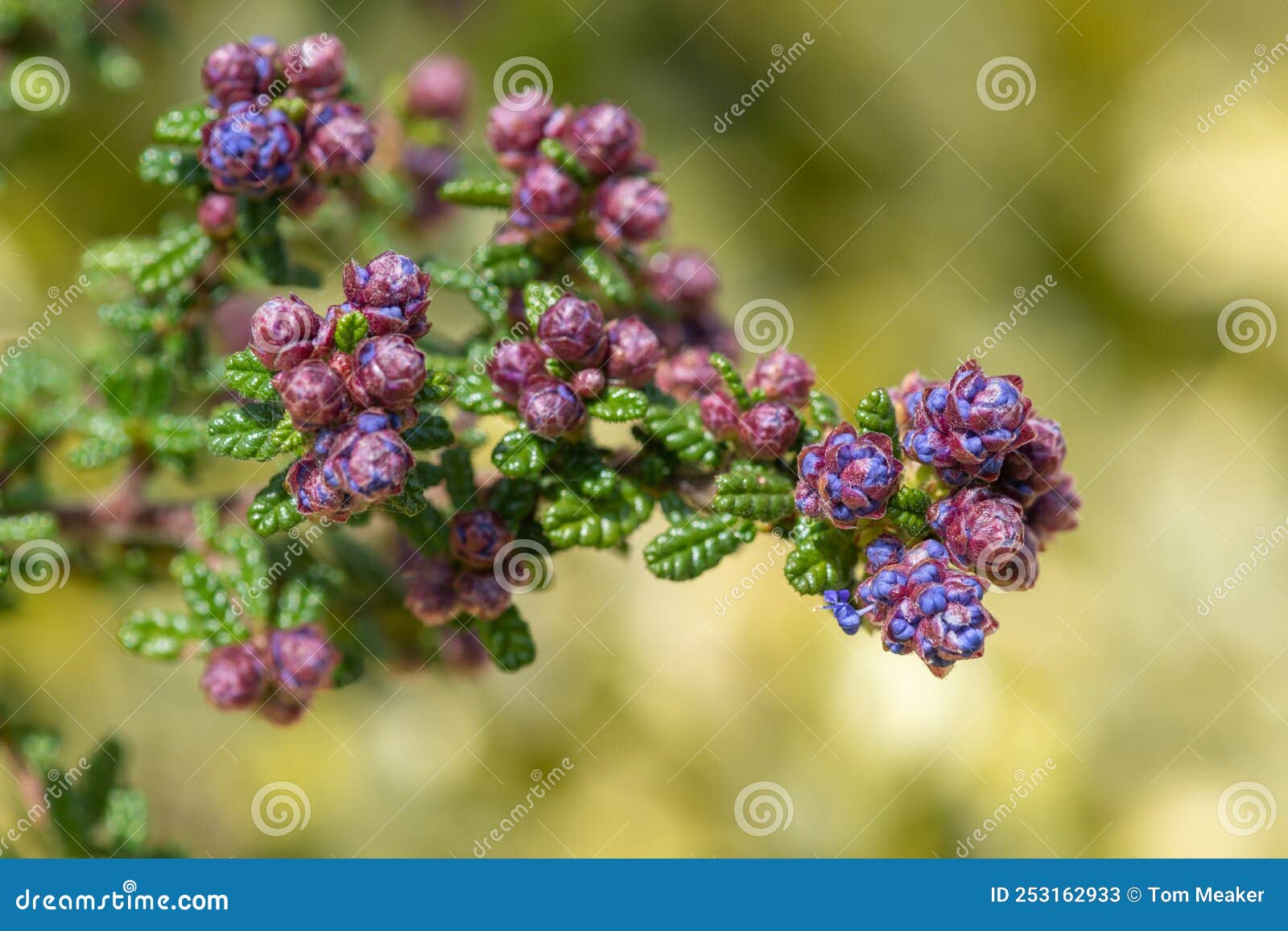 California Lilac Ceanothus Bush Stock Image - Image of plant, color ...