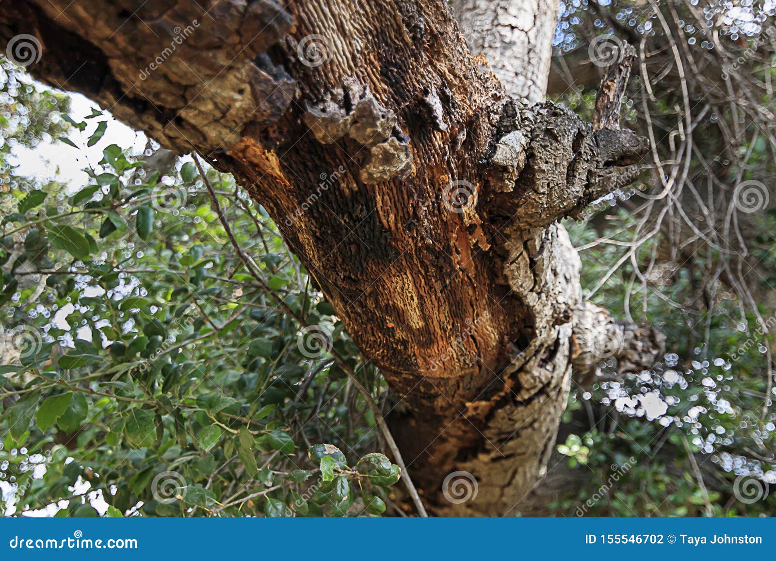 California Live Oak Tree Branches, Twigs, and Leaves Stock Photo ...