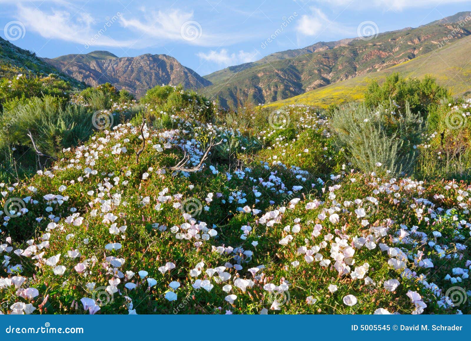 California Morning Glorys stock image. Image of ridge - 5005545