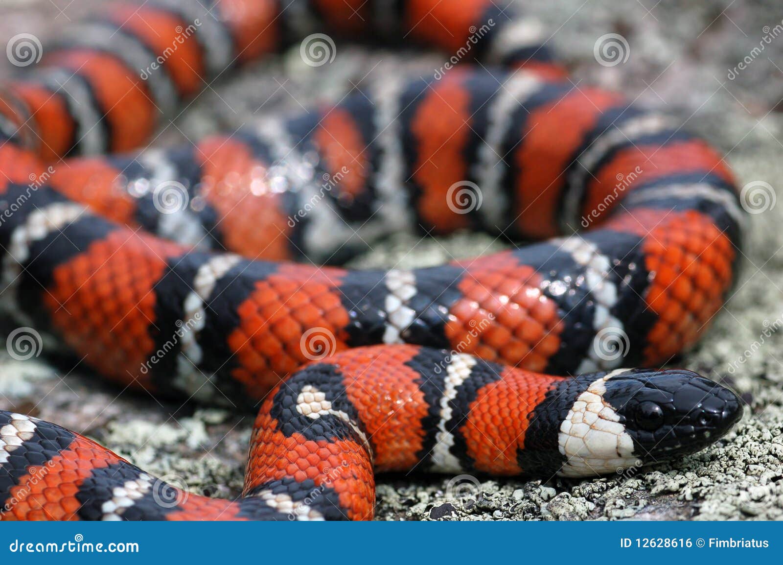 California Mountain Kingsnake Stock Photo - Image of reptile, yellow ...
