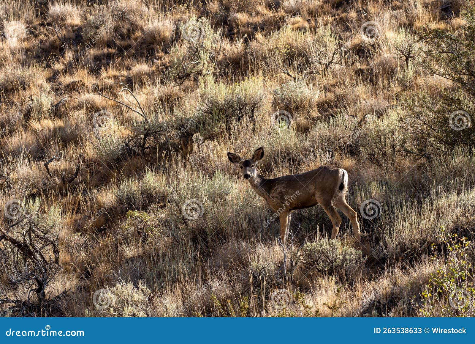 Two California Mule Deer Odocoileus Hemionus Californicus At A Royalty ...