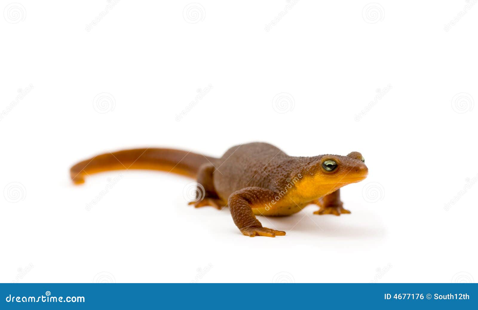 California Newt on White stock photo. Image of torosa - 4677176