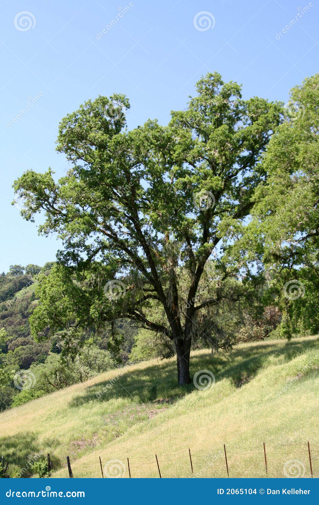 California Oak Tree stock photo. Image of scene, fence - 2065104