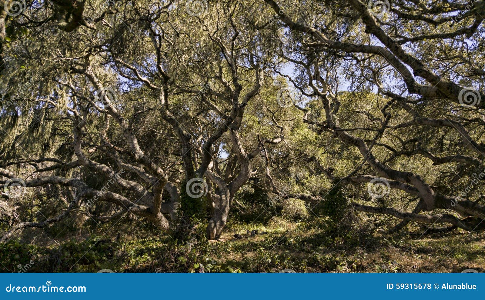 California Oak Trees stock photo. Image of light, forest - 59315678