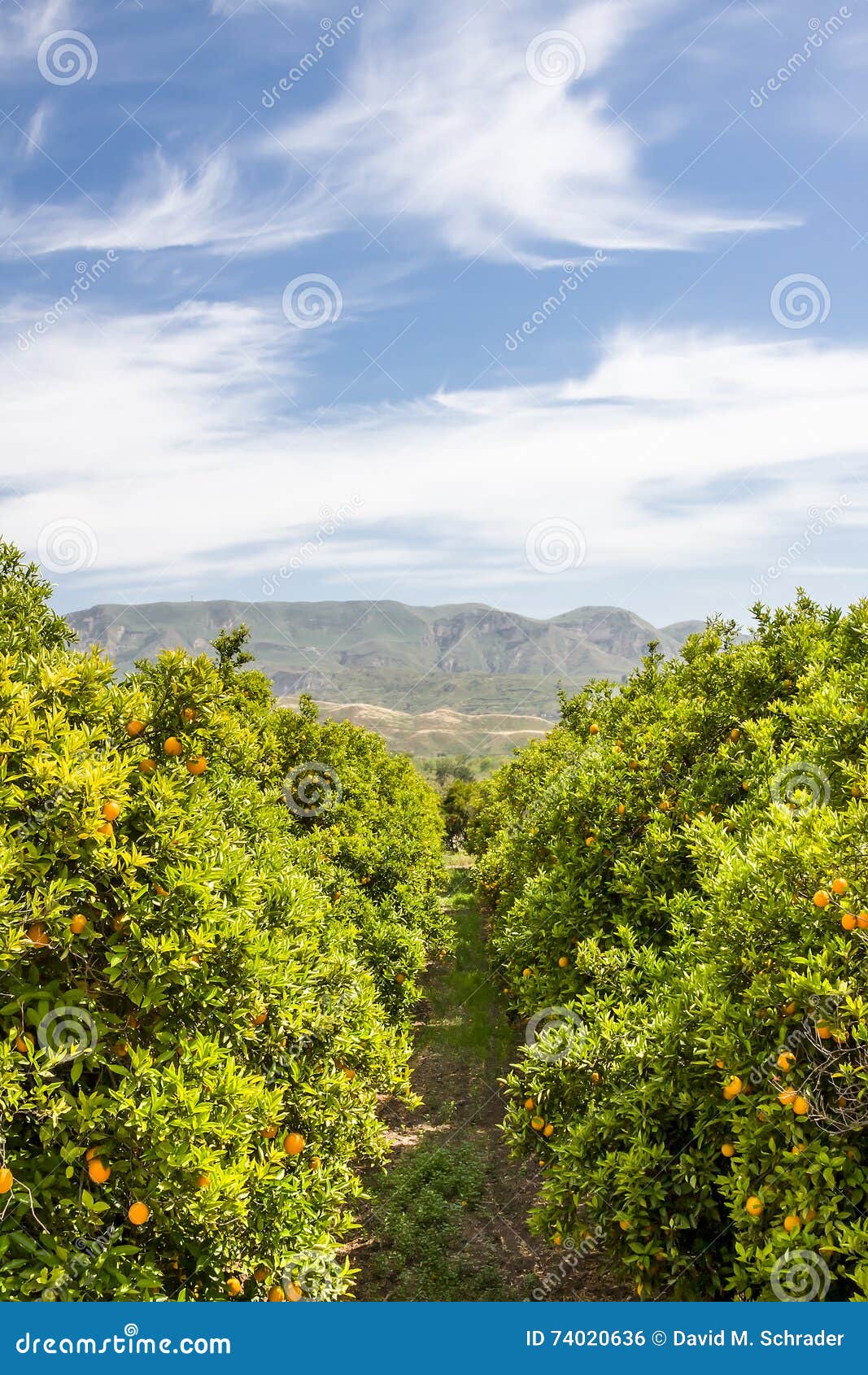 California Orange Grove stock photo. Image of california - 74020636