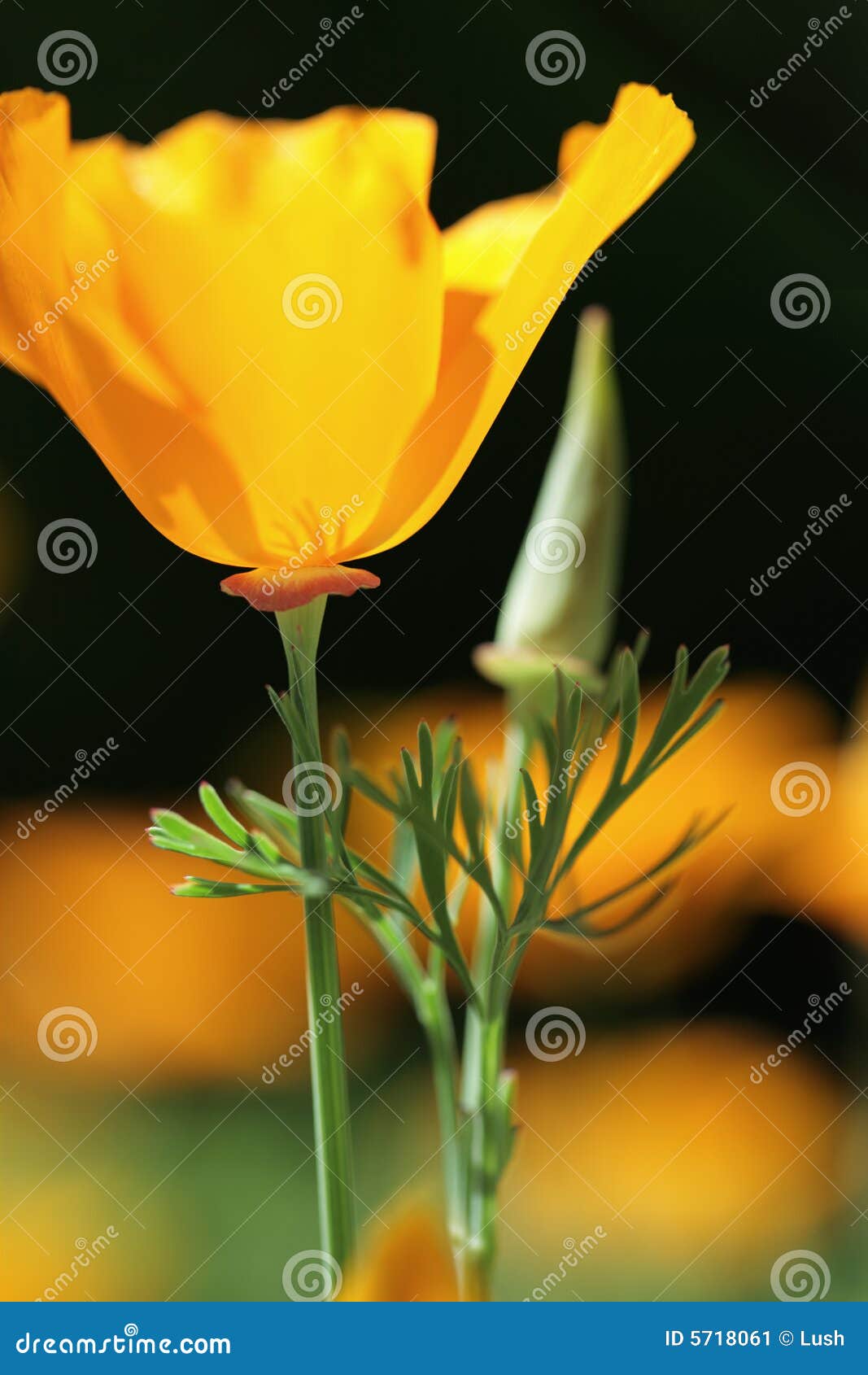 California Orange Poppies on Black Stock Image - Image of flowers ...