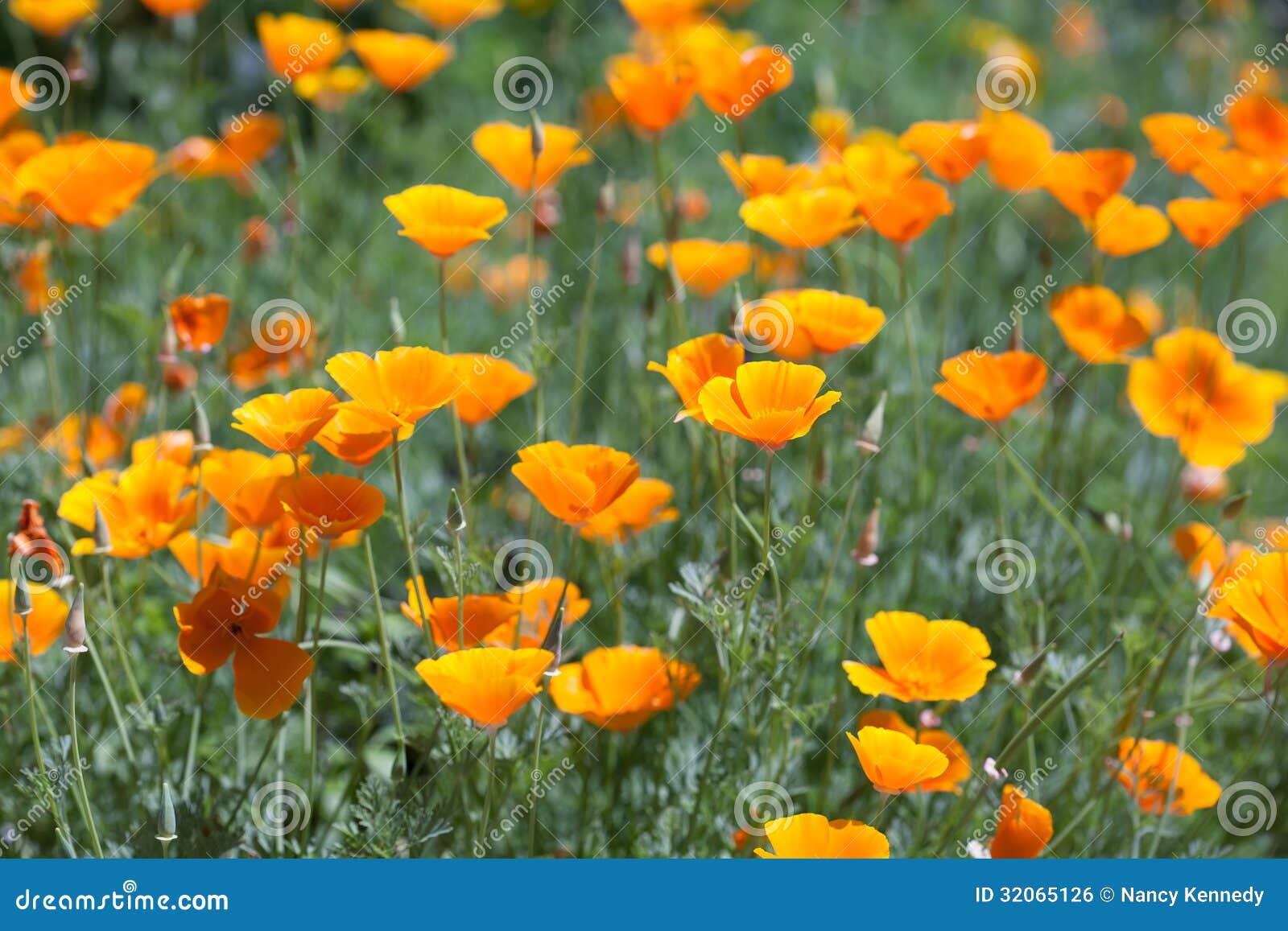 California Orange Poppies stock photo. Image of vibrant - 32065126