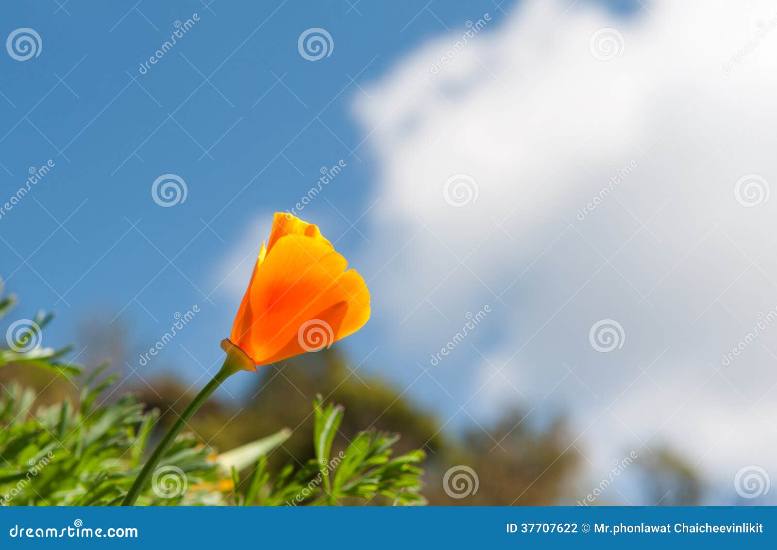 California Orange Poppy stock photo. Image of pattern - 37707622