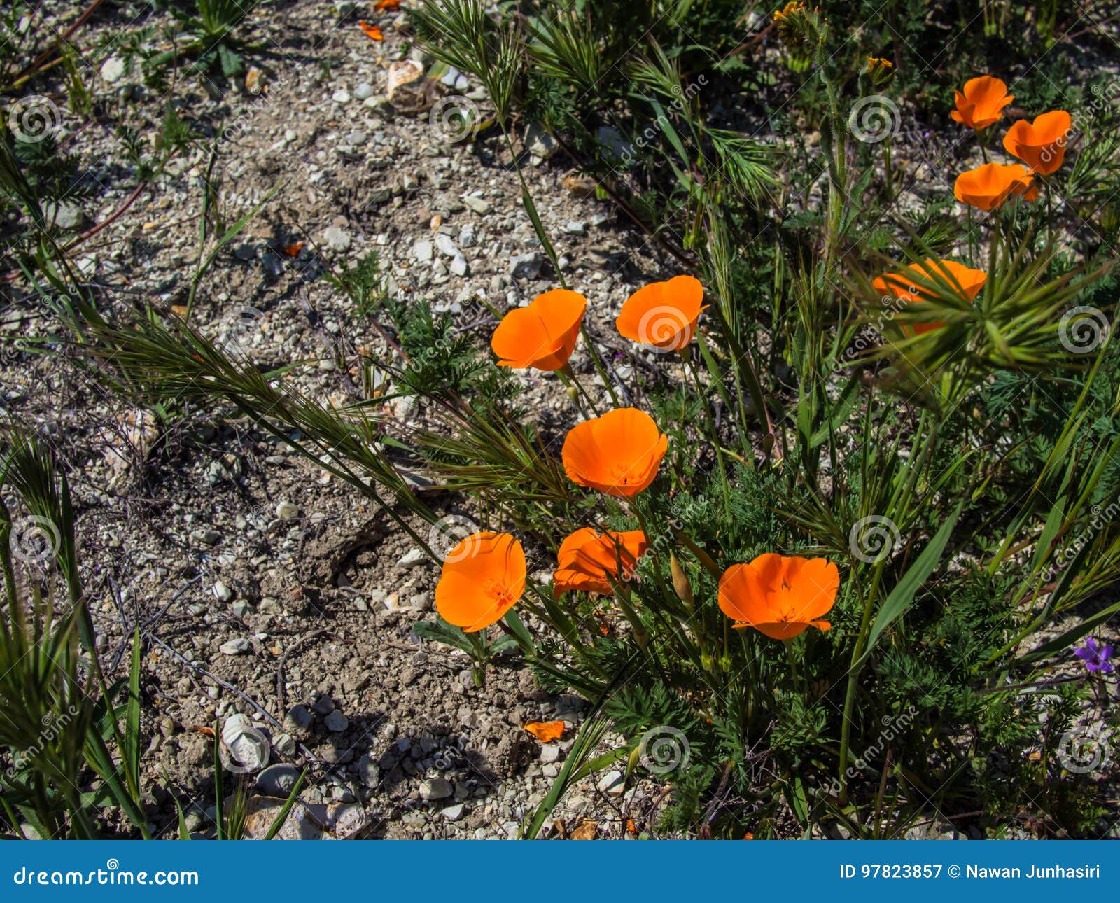 California Orange Poppy on the Ground Stock Image - Image of golden ...
