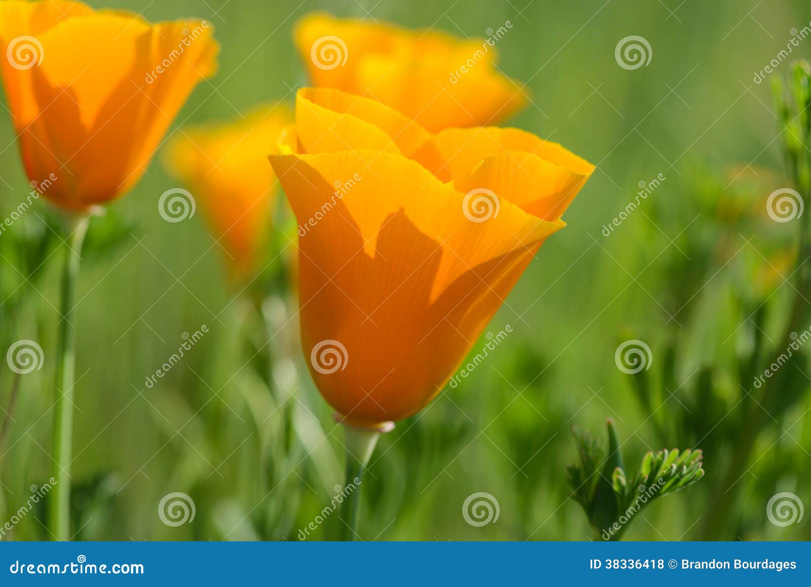 California Orange Poppy stock photo. Image of grow, fresh - 38336418