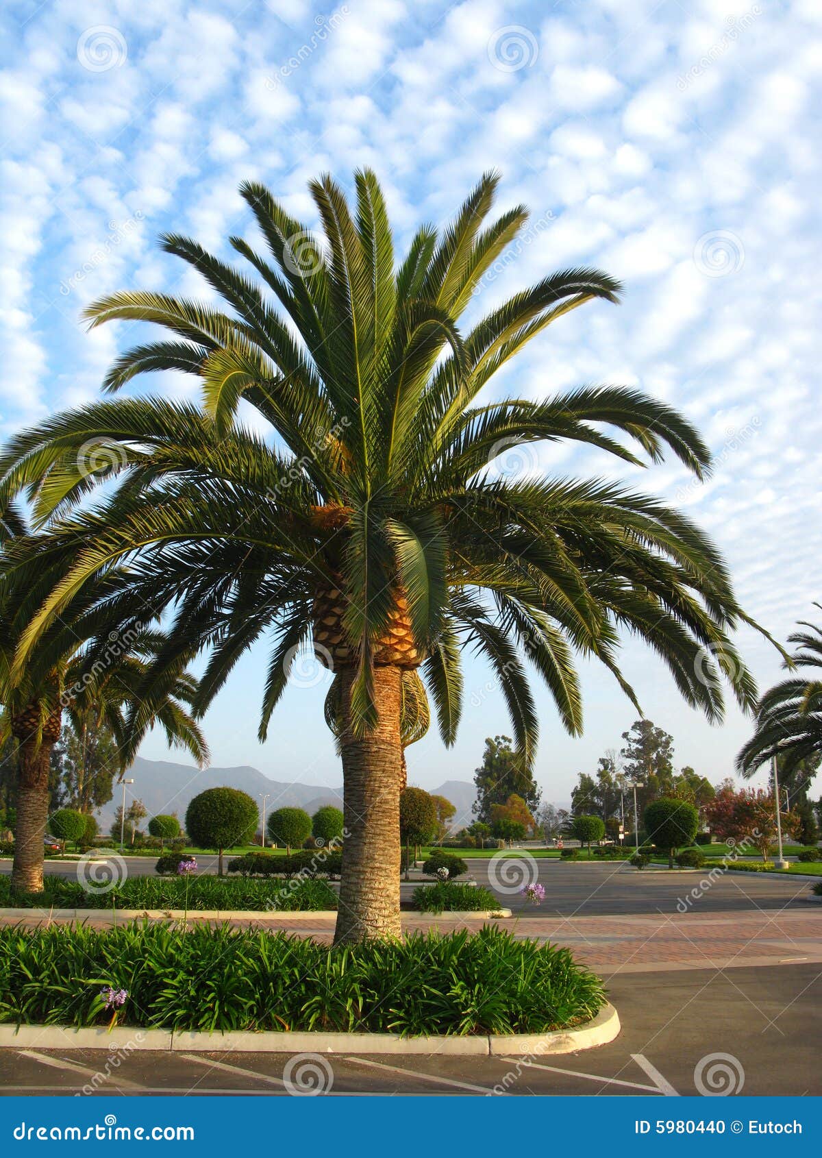 California Palm stock photo. Image of scenic, travel, grass - 5980440