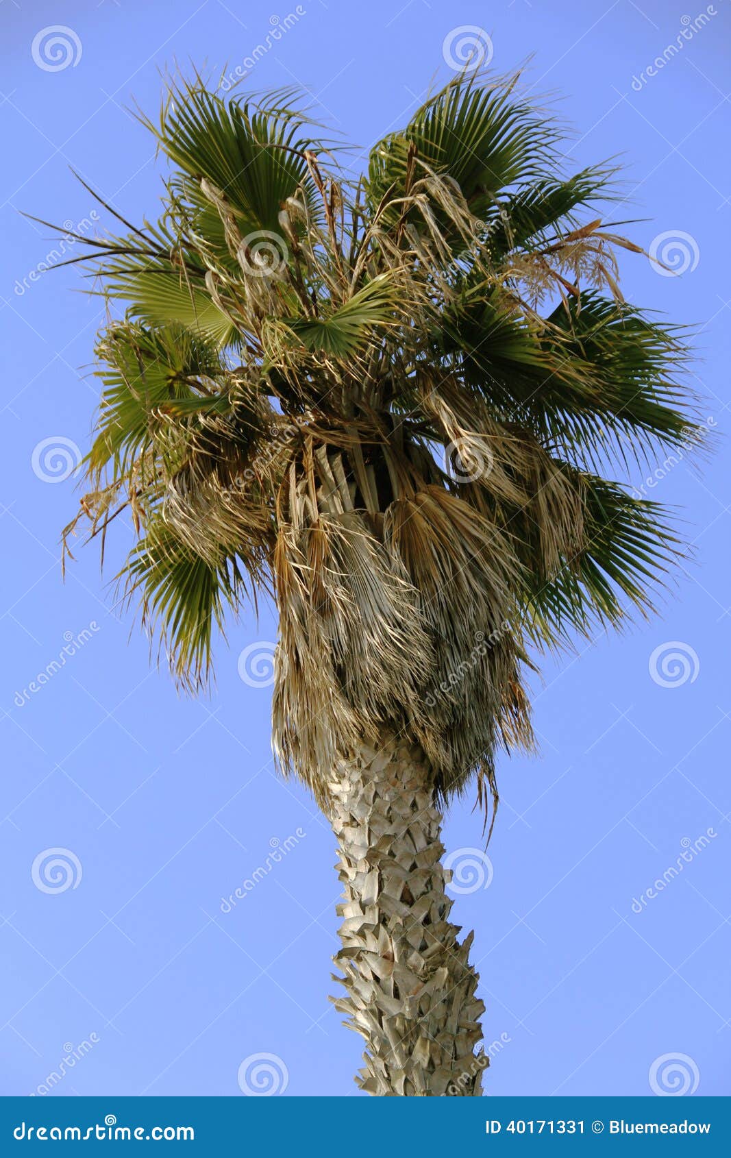 California palm tree stock image. Image of american, california - 40171331