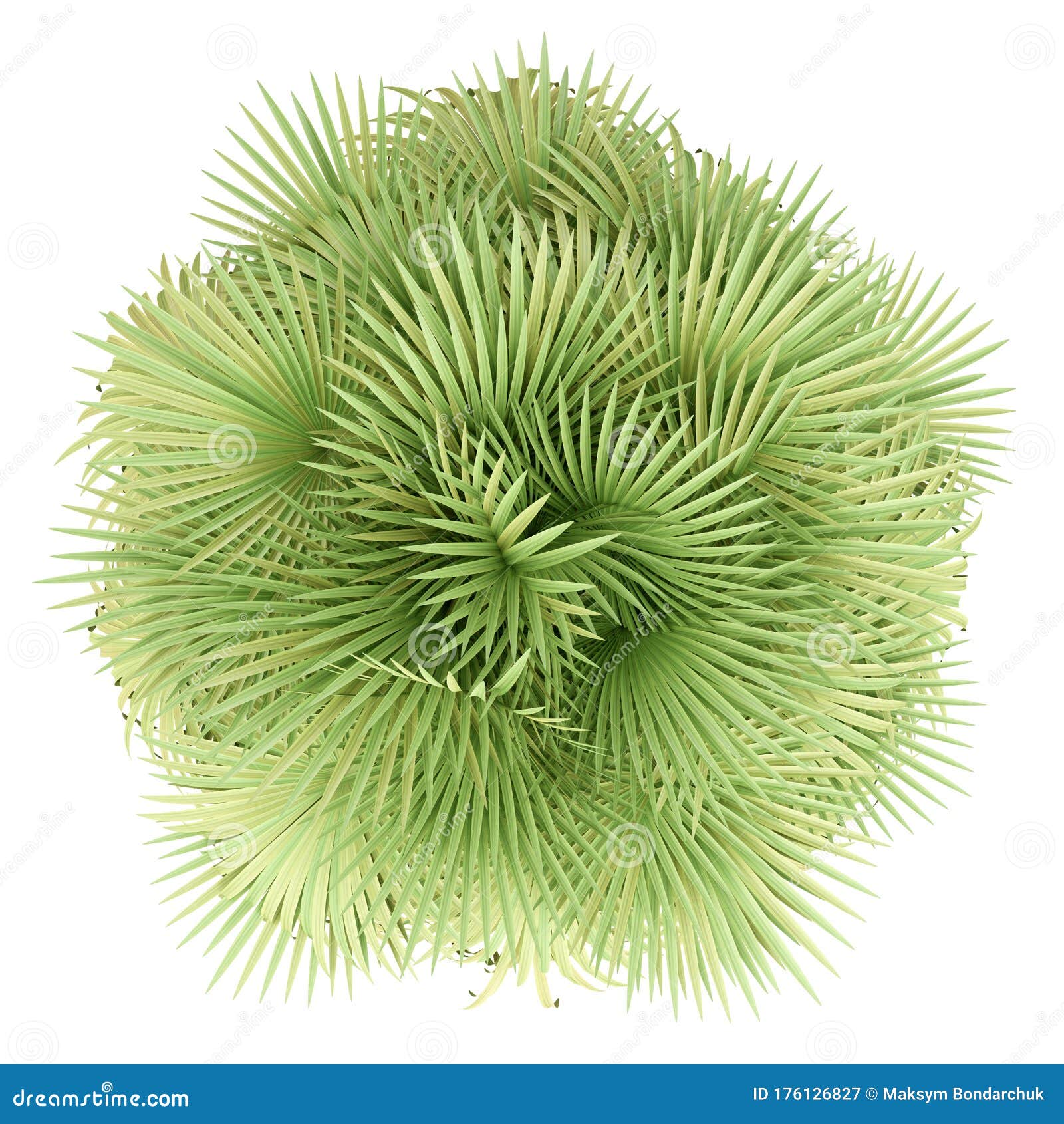 California Palm Tree Isolated on White. Top View. Stock Illustration ...