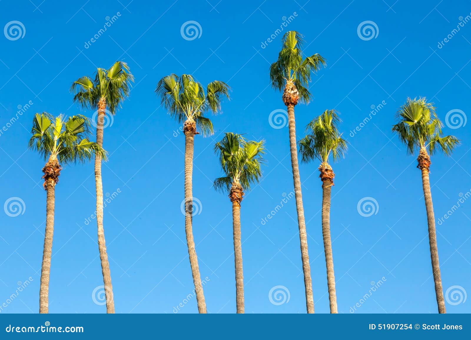 California Palm Trees stock photo. Image of frond, trunk - 51907254