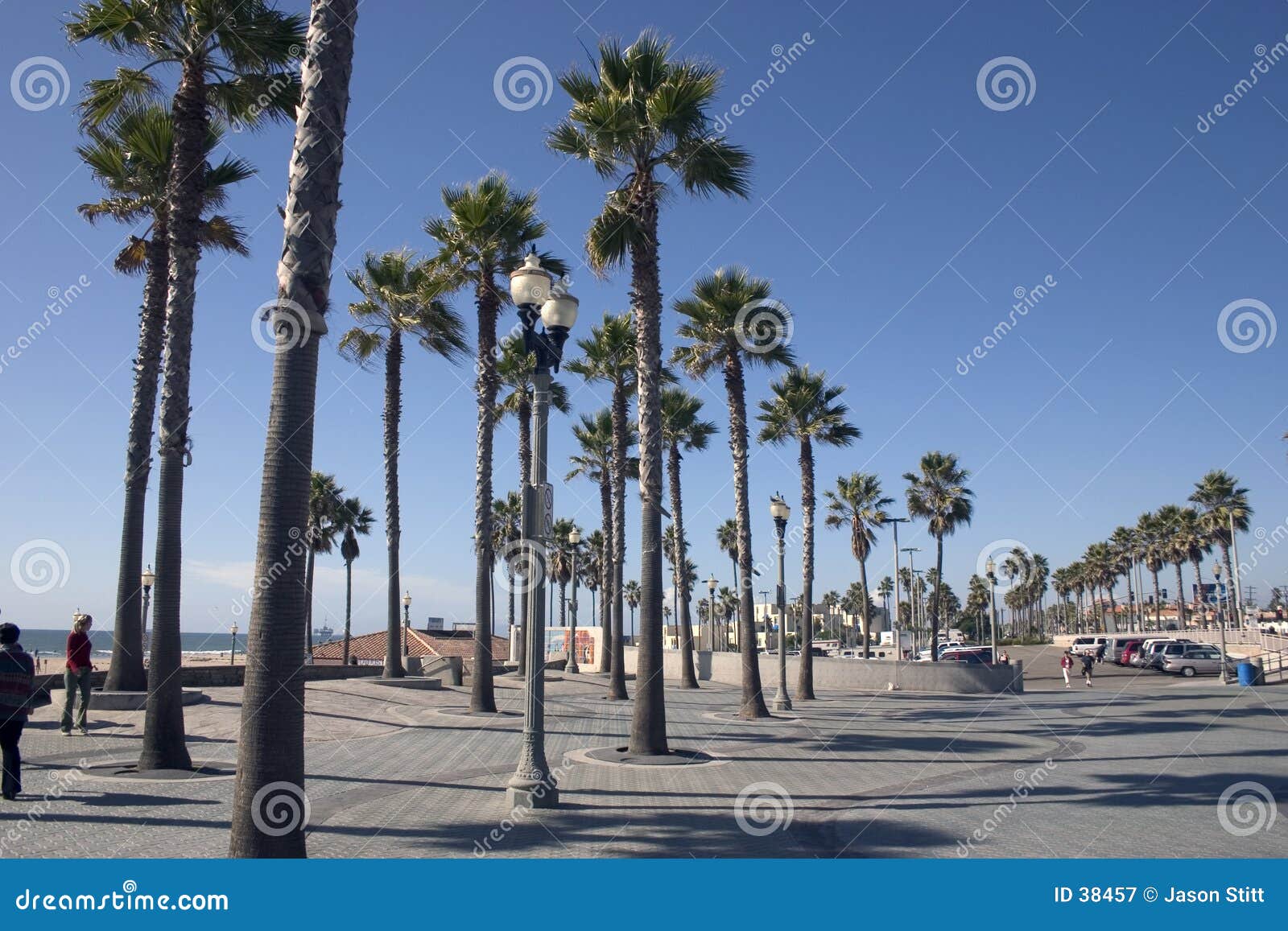 California Palms stock image. Image of tall, trees, palms - 38457