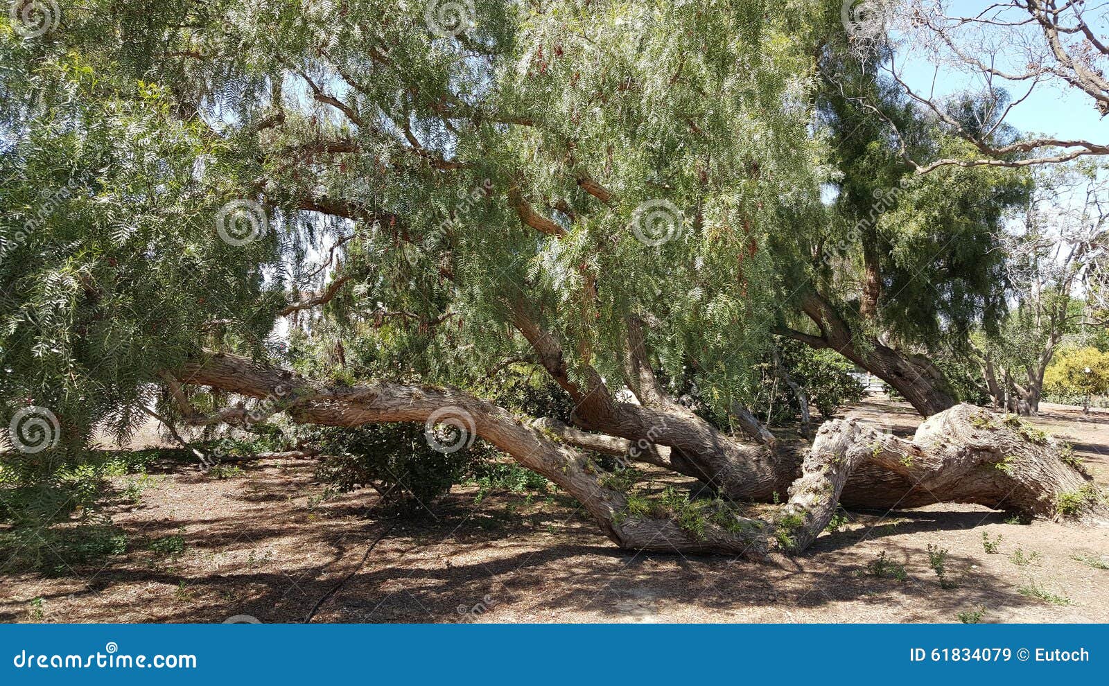 California Pepper Tree stock image. Image of soil, ground - 61834079