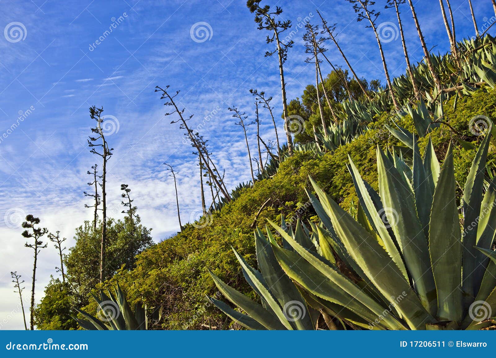 California Plants stock image. Image of beautiful, leaf - 17206511