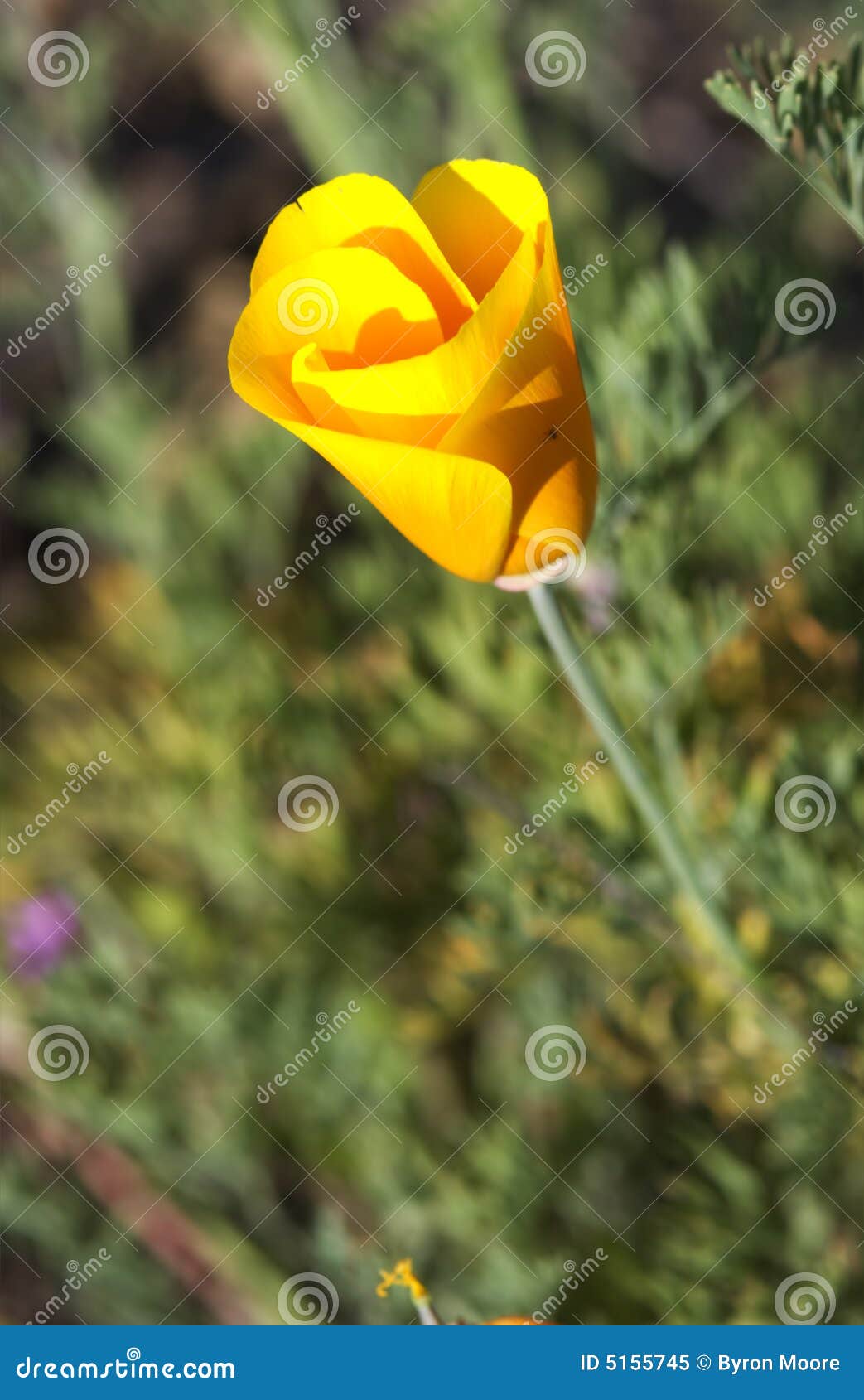 California poppy stock image. Image of clean, poppy, pasture - 5155745