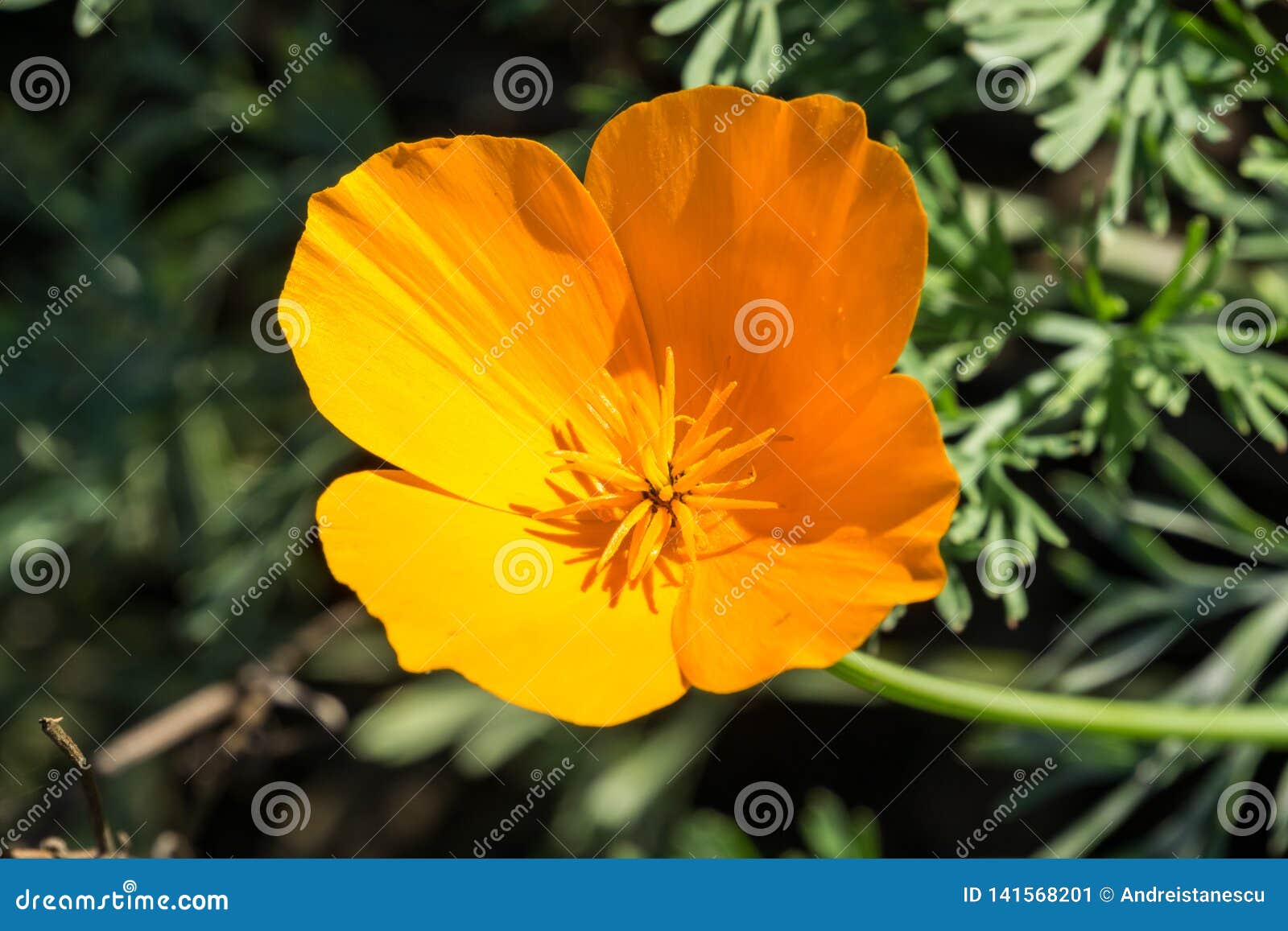 California poppy close up stock image. Image of field - 141568201