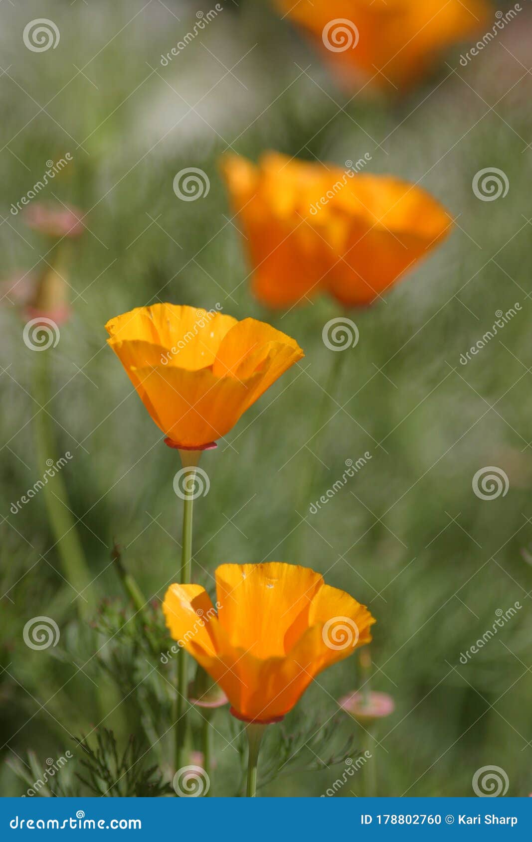 Beautiful Photograph of California Poppy Flowers Stock Photo - Image of ...
