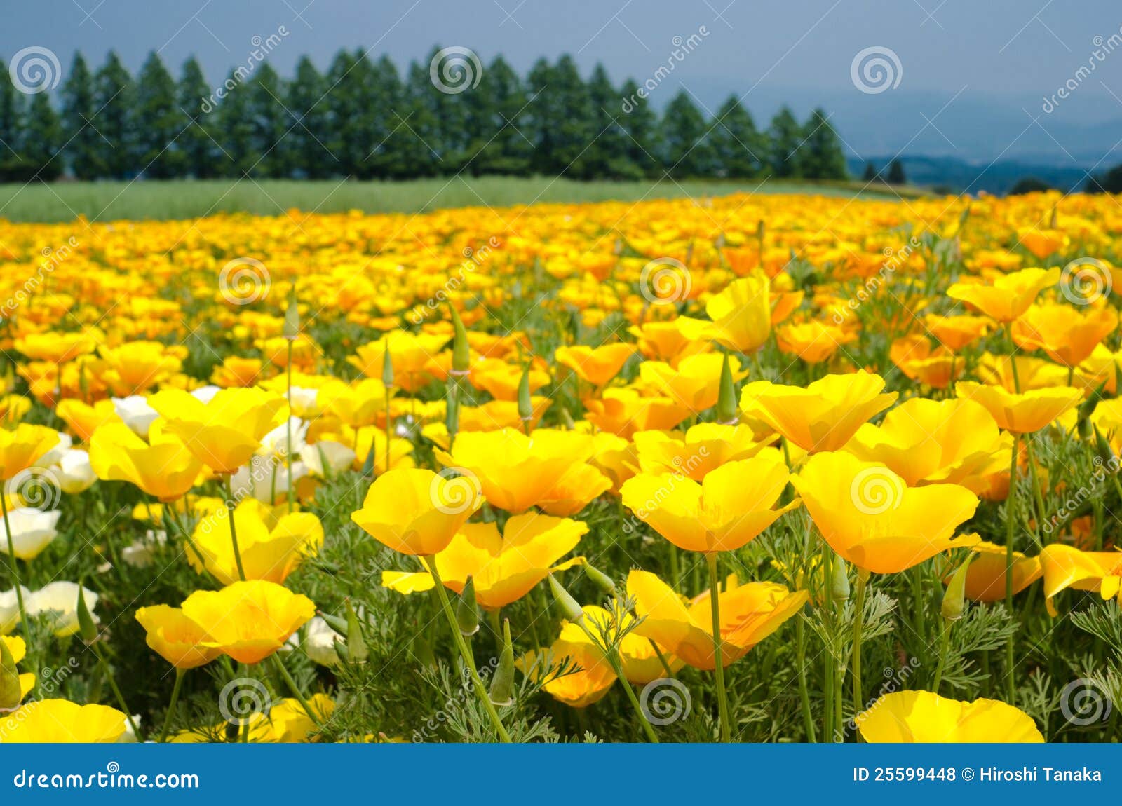 Poppy Field For Anzac Background. Remembrance Day. Red Poppies Poster ...