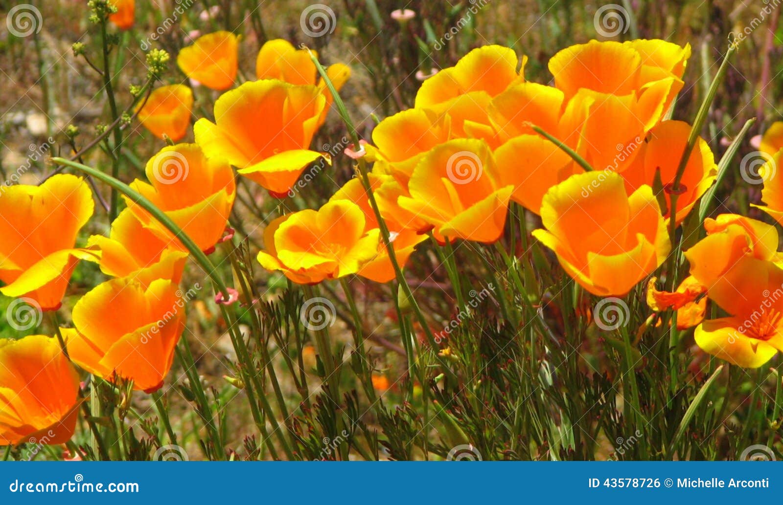 California Poppy stock photo. Image of antelope, travel - 43578726