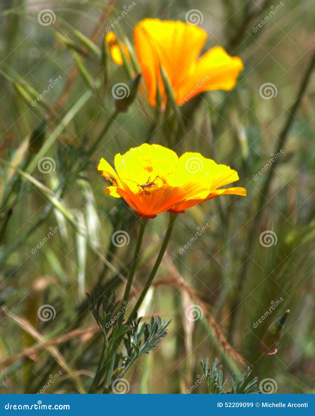 California Poppy stock image. Image of california, fields - 52209099