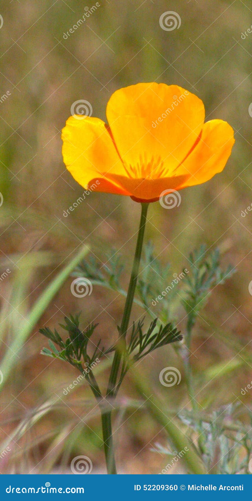 California Poppy stock photo. Image of meadows, garden - 52209360
