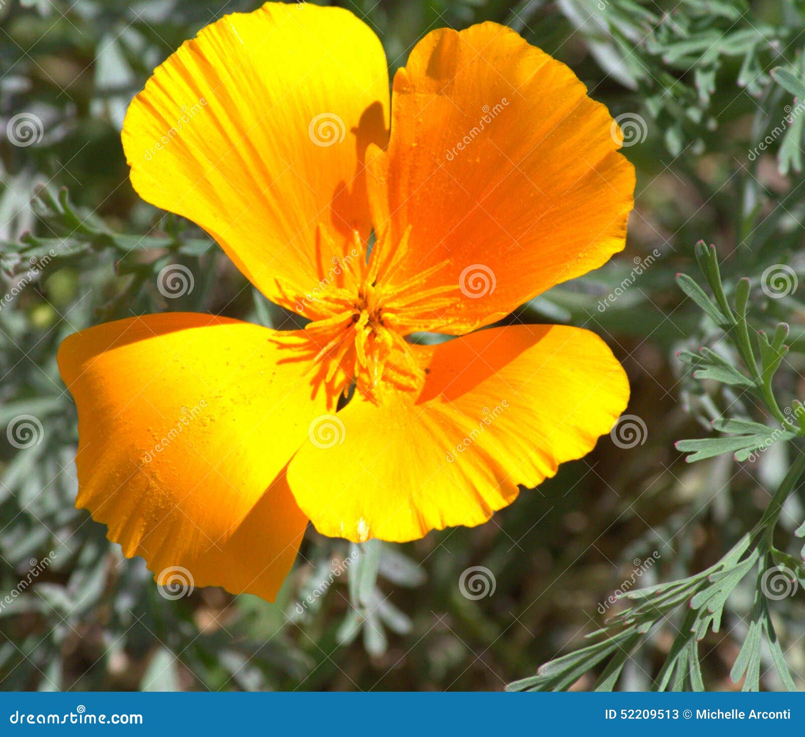 California Poppy stock image. Image of seeds, california - 52209513
